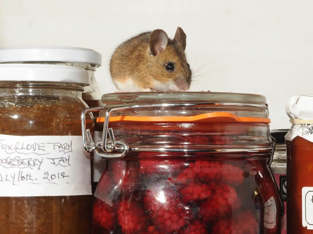 Stephen Powles | Public Speakers in the UK