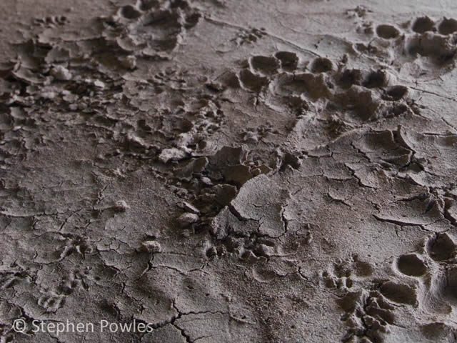 Stephen Powles | Public Speakers in the UK