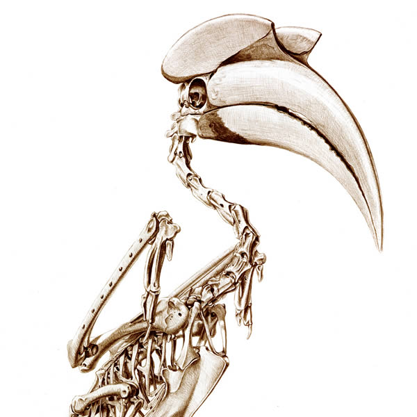 Katrina van Grouw | Public Speakers in the UK